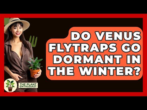 Do Venus Flytraps Go Dormant In The Winter? - The Plant Enthusiast