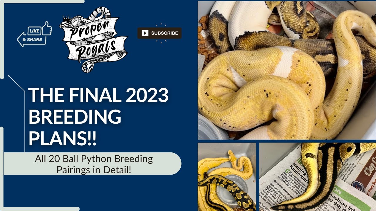 *Final* 2023 Ball Python Breeding Pairing Plan!!