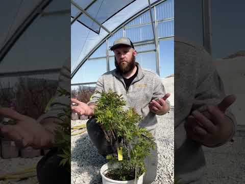 Mr. Mustard False Spirea!!