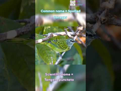 Scientific name of Spotted tanager