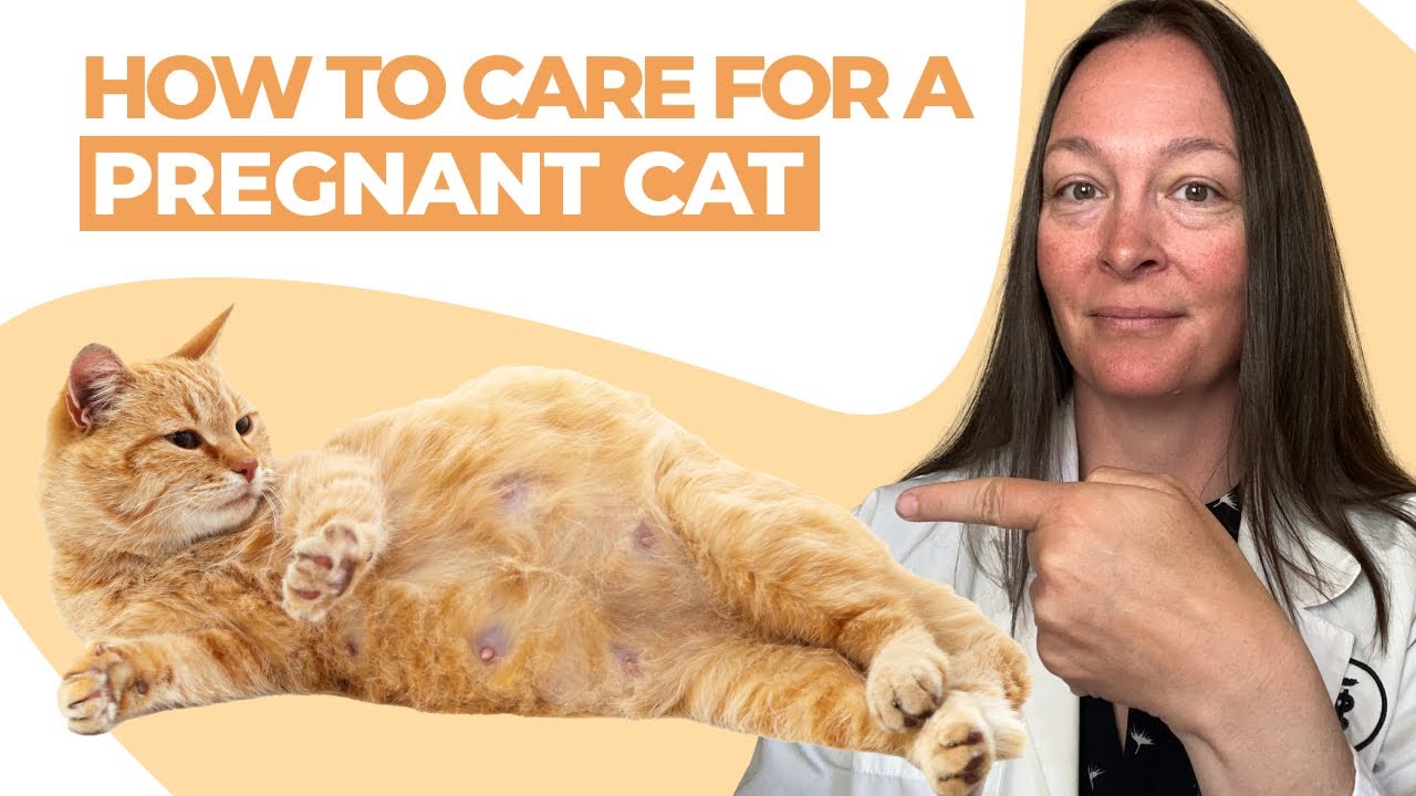 Pregnant Cat Care Tips (Vet Explains)