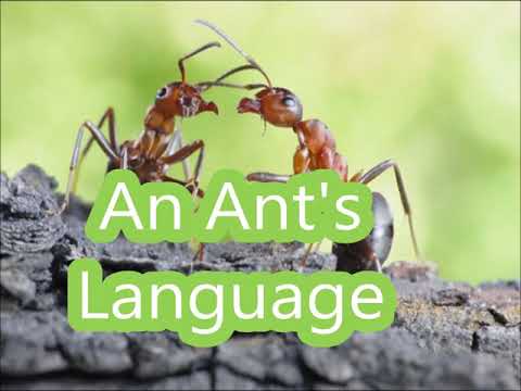 Story An Ant's Language/English in Urdu