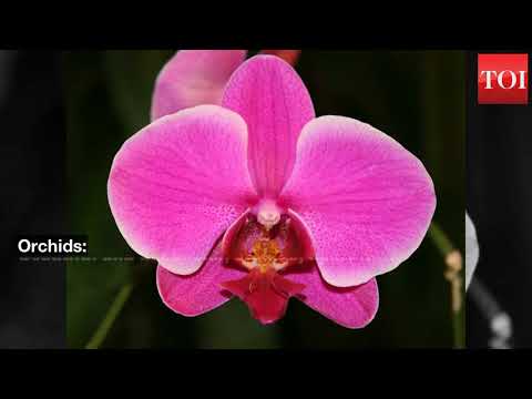 Plants that release oxygen at night!