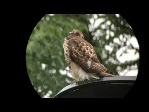 Karel'sCam Lamplighter...Hawk Brightens Our Day AM _6.29.15_