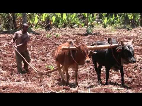 Oxen Yoke