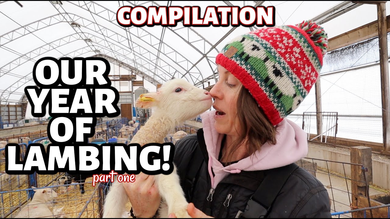 COMPILATION: an ENTIRE year of LAMBING!! (part one ~ spring 2024)