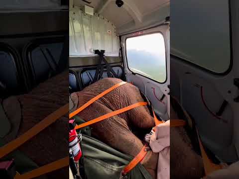Transporting an orphan baby elephant to the Sheldrick Wildlife Trust where he will have a second cnc
