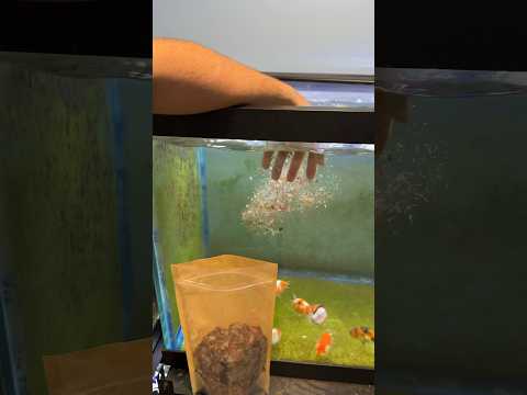 Don’t make this mistake when feeding your fish!
