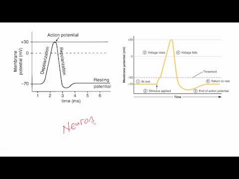 Grade 12 Biology Exam Review (Science Video Tutorial)