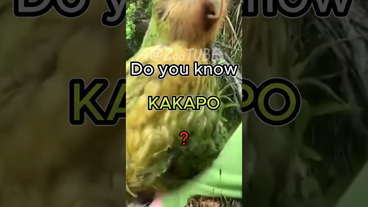 Do you know #kakapo ❓😱❤️ | #animals #animalshorts