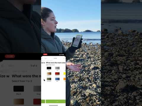 Dive into the world of bird identification
