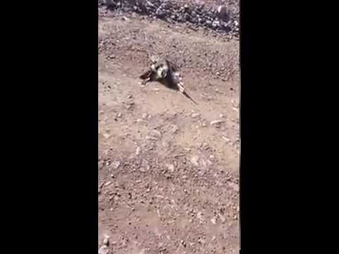 Kelly Gneiting: Hawk (The People) is finally set free! | Opinion ...