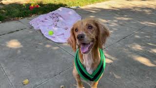 Meet Lottie the Cocker Spaniel | Woodgreen Pets Charity