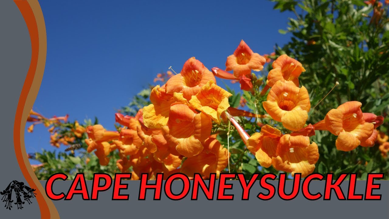 The Beginner's Guide to CAPE HONEYSUCKLE! (Tecoma capensis) 🐝  🌿 🪴 🏡 🌱🍄✨🍓🌱🌼