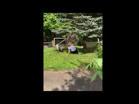 Girl In Skates Was Being Pulled By Goats But She Ends Up On The Ground