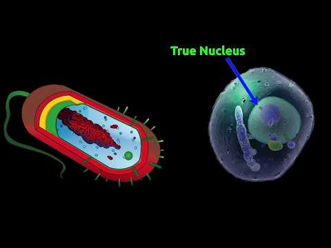 Prokaryotic and Eukaryotic Cell