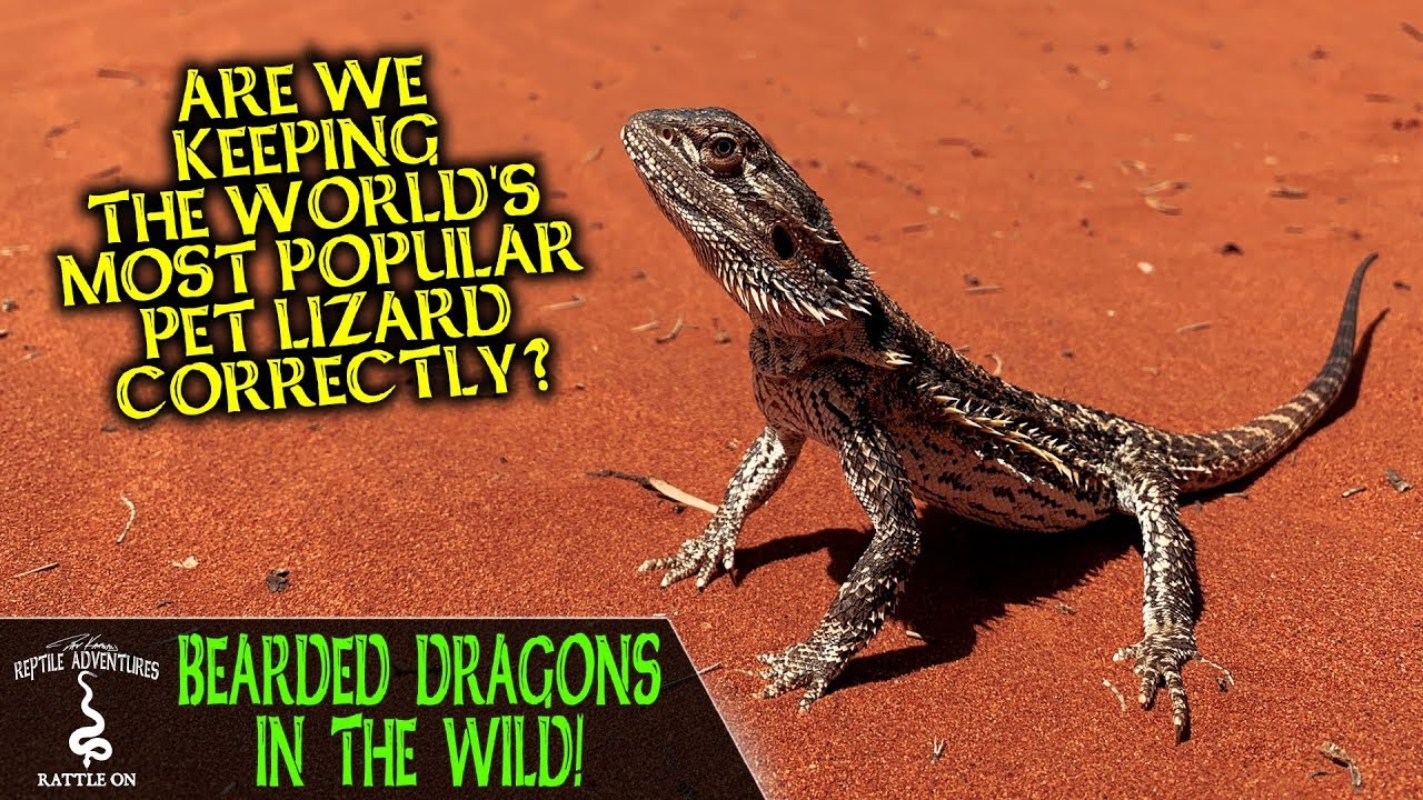 BEARDED DRAGONS IN THE WILD! (are we keeping them correctly?)