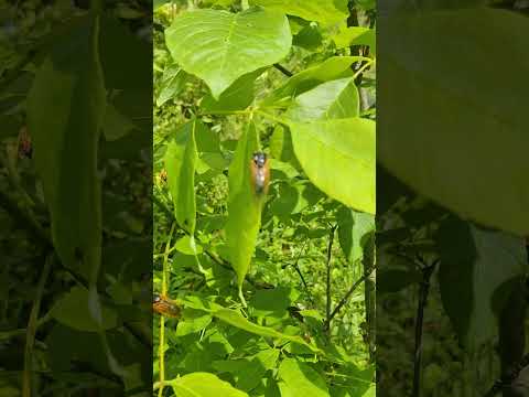 Brood XIV Cicadas are emerging in Ohio in 2025. This is the 17 year brood. #cicadas