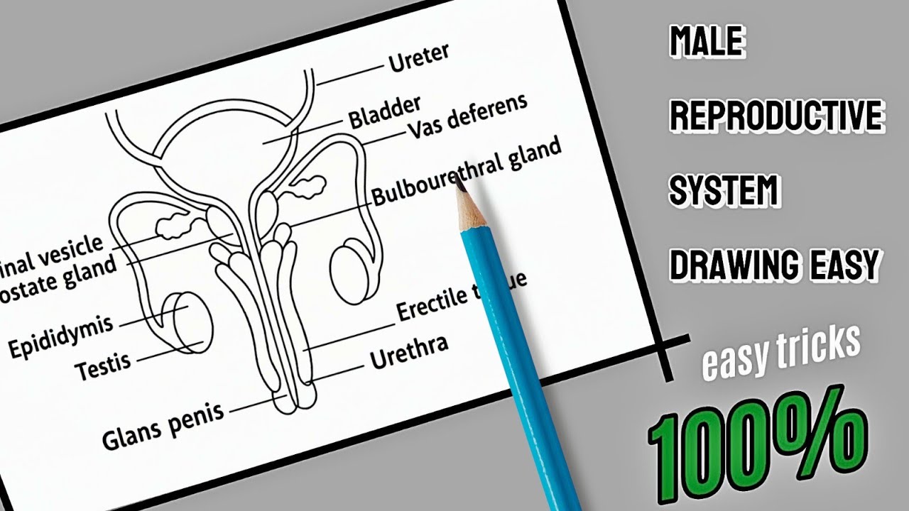 How to Draw Male Reproductive System Easy Step by Step | Anatomy Drawing Tutorial | ArtEdu by Sania