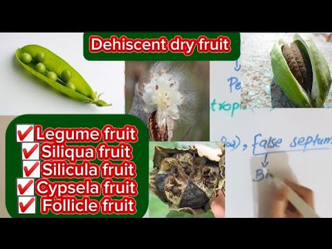 Dehiscent dry fruit|Capsular fruit|Follicle fruit|Legume fruit|Siliqua fruit|Silicula|Cypsela