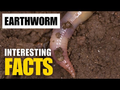 What Are the Most Interesting Facts About Earthworm? | Interesting Facts | The Beast World