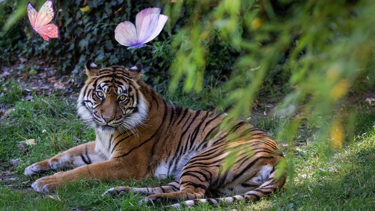 Top 10 Incredible Secrets About Tigers