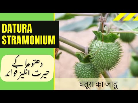 Health Benefits of Datura Stramonium in Hindi/Urdu || Datura Kay Fayedy || Thornapple benefits