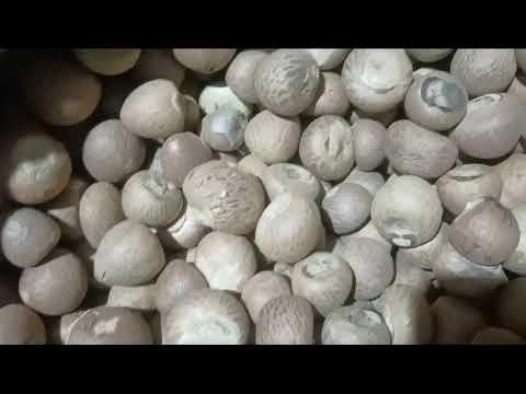BM Khan And Brothers Import Export - Manufacturer of Betel Nuts ...