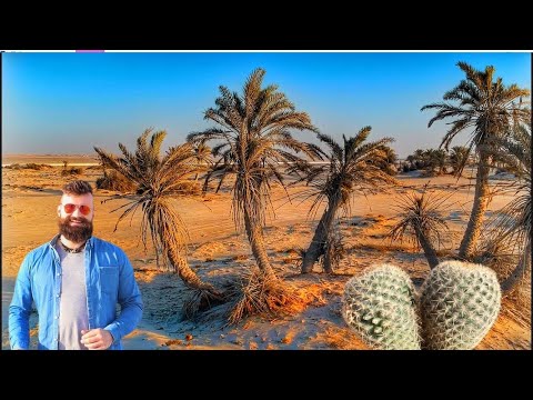 Desert Plants and Adaptations | Learning Made Fun