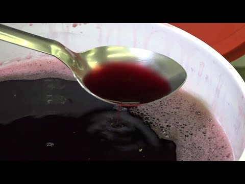 100% Fresh Varietal Wine Juice from Around the World | Preorder Now!