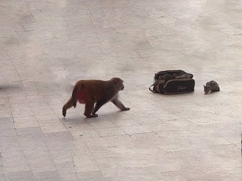 Monkey snatching food from Cat at Adhkuwari ( Vaishno Devi ) – Digital ...