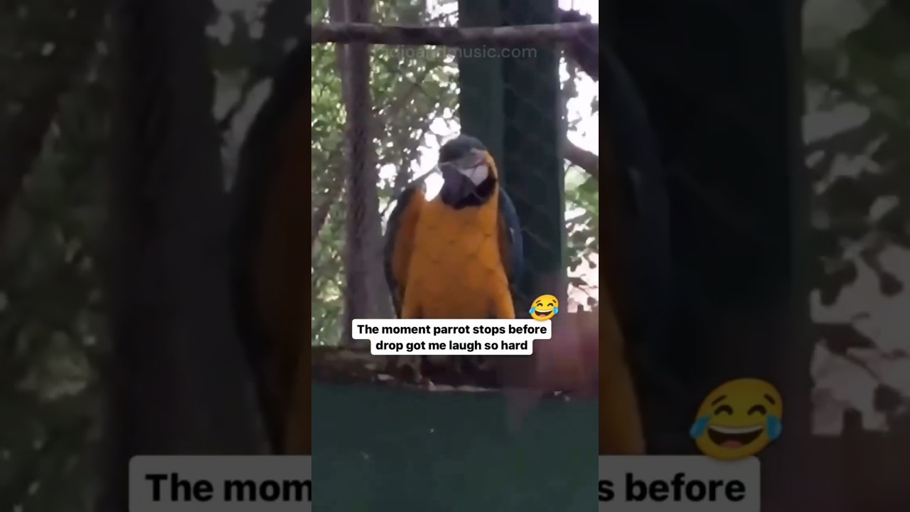 This parrot is a certified raver 🔥 #rave #edm #techno