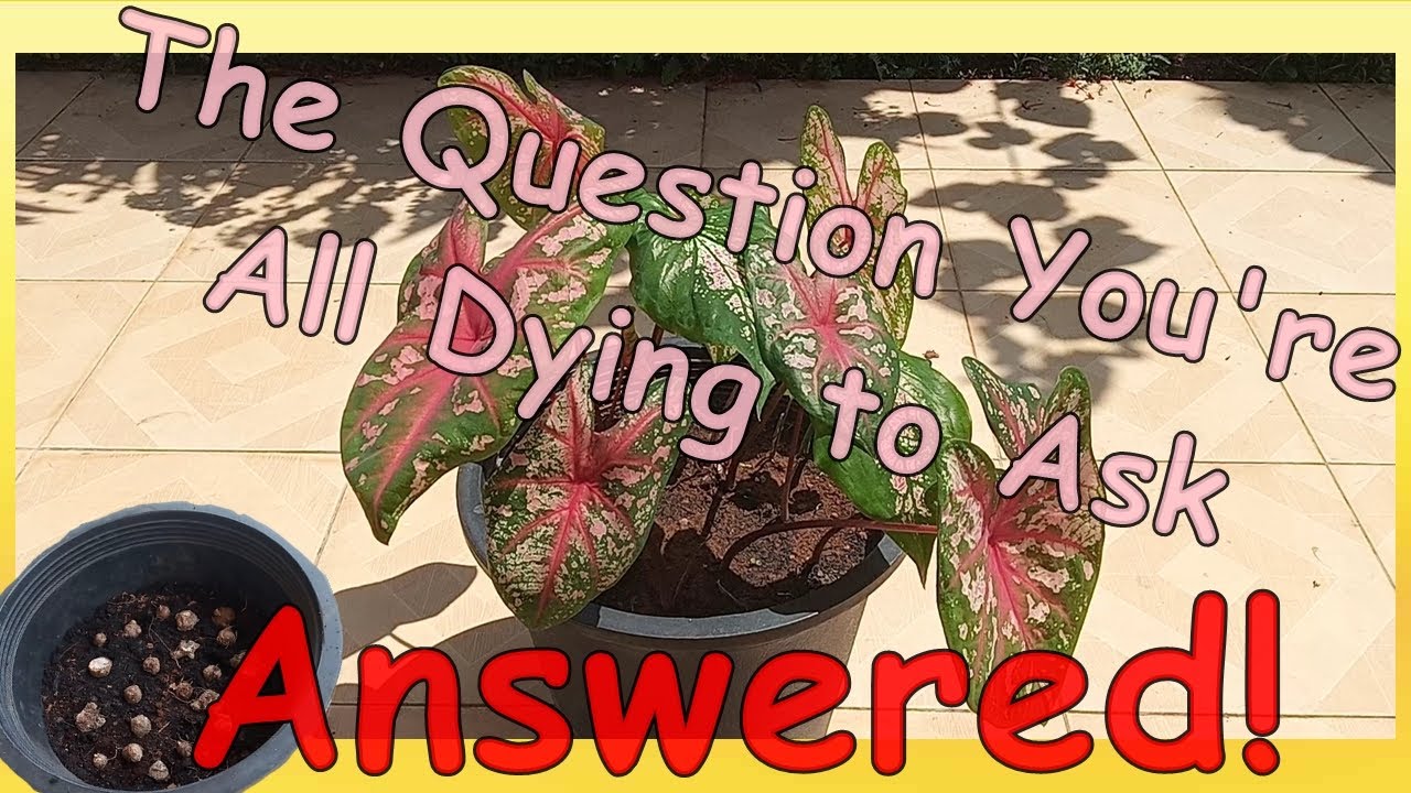 Caladium Bulbs - Does Size REALLY Matter?