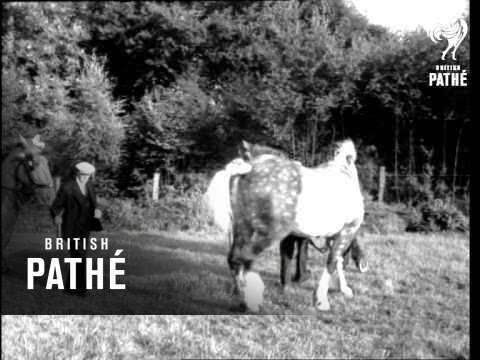 Carthorse Derby (1954)