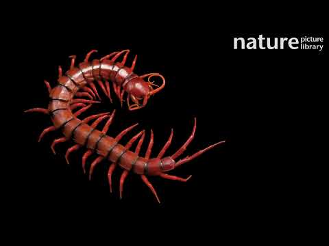 Giant vietnamese centipede cleaning antennae with mandibles, Verve Biotech, Waverly, Nebraska.