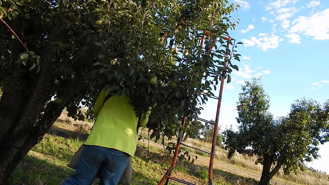 picking pears in Shepparton