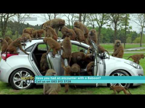 Into the Wild – Baboon Matters Part 1