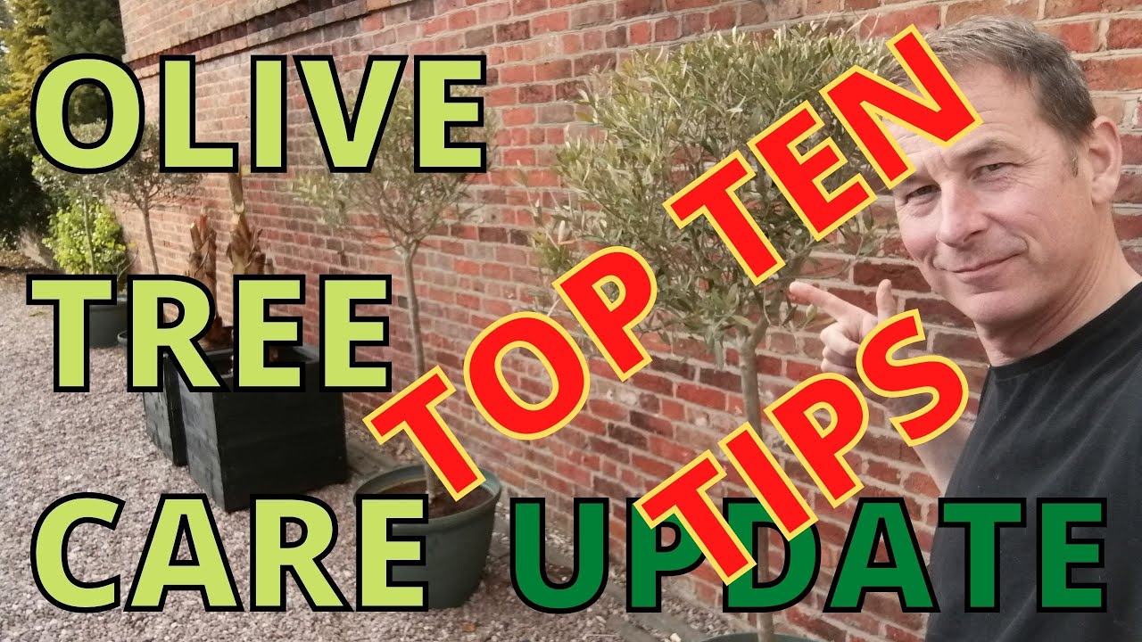 Olive Tree Care. 10 VERY HELPFUL TIPS.