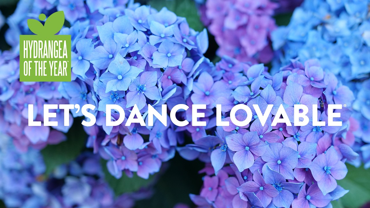 Hydrangea of the Year 2026 - Let's Dance Lovable®