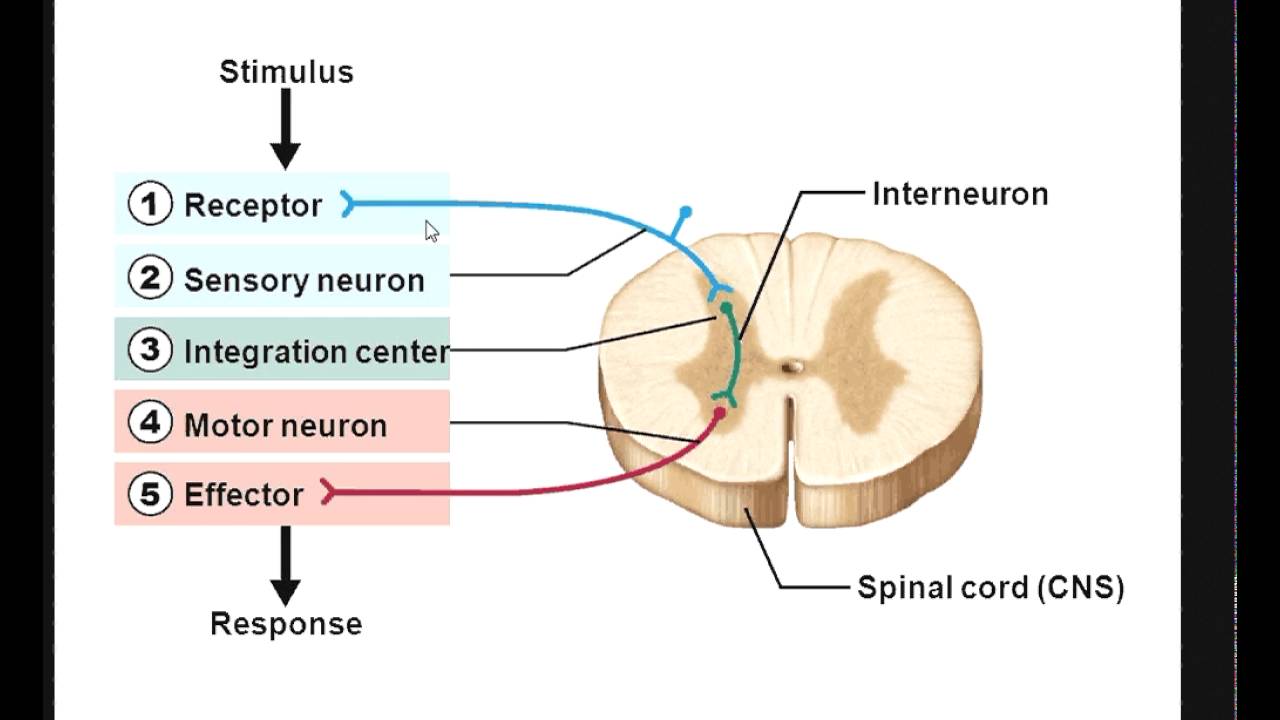 Sensory receptor  Integration center  Effector mp4