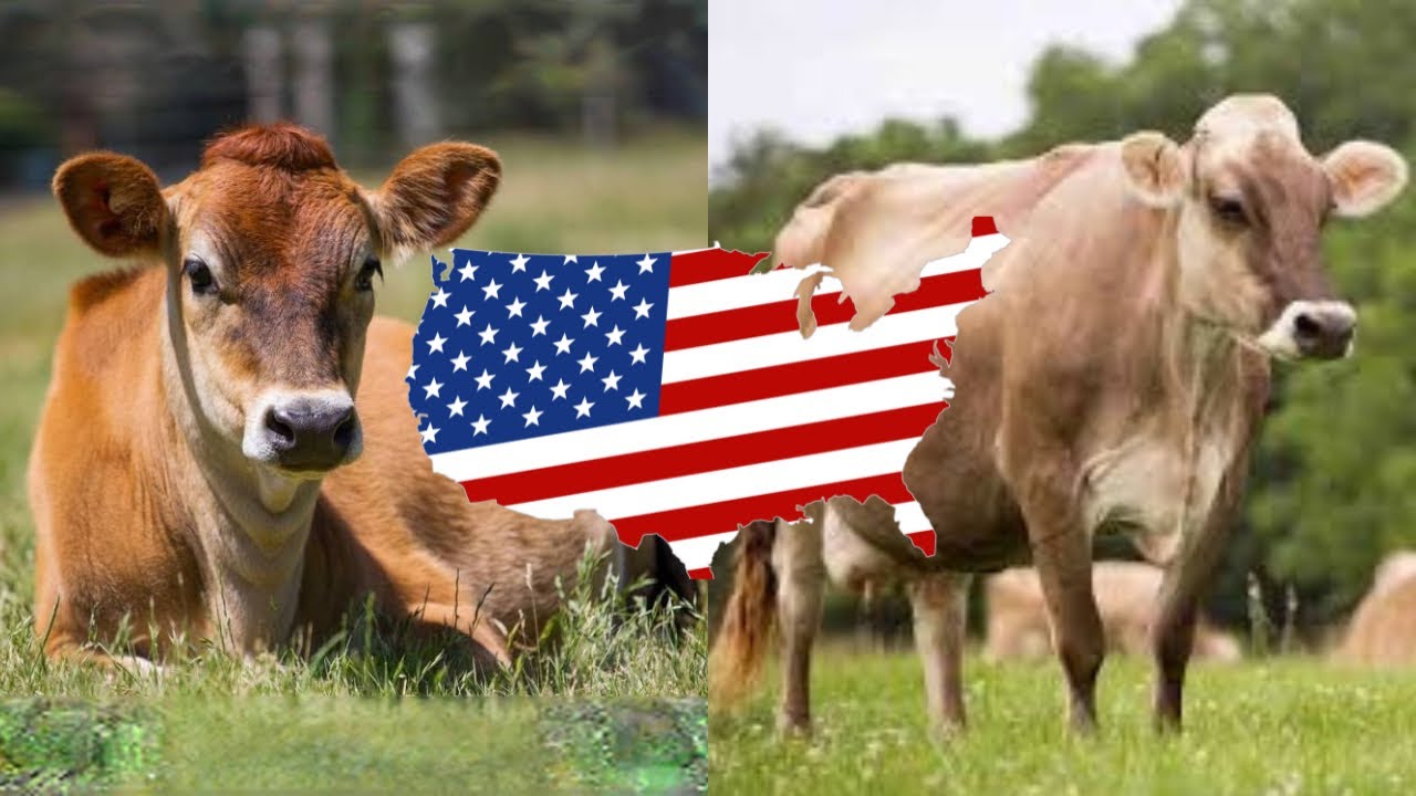 TOP 5 Dairy Cow Breeds in America!