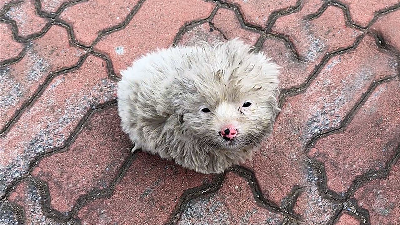 Messy Puppy Looks Up at Man with Hopeful Eyes, Begging to Go with Him ...