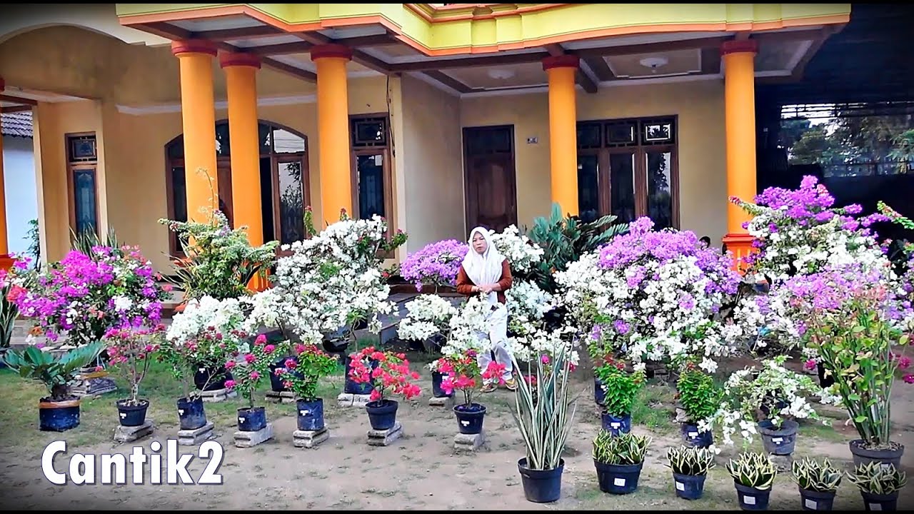 New Bougainvillea stock Wow... wow... so beautiful, lush, fresh, and cheap