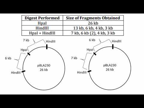Restriction mapping of circular DNA