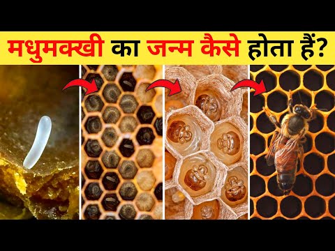 मधुमक्खी का जीवन चक्र | Honey Bee Life Cycle Video | Life Cycle Of Honey Bee In Hindi