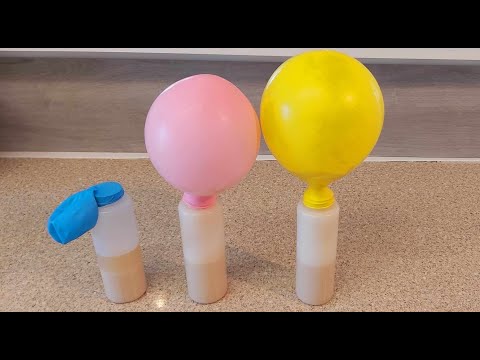 Yeast and Sugar Experiment using Balloons (Fermentation)