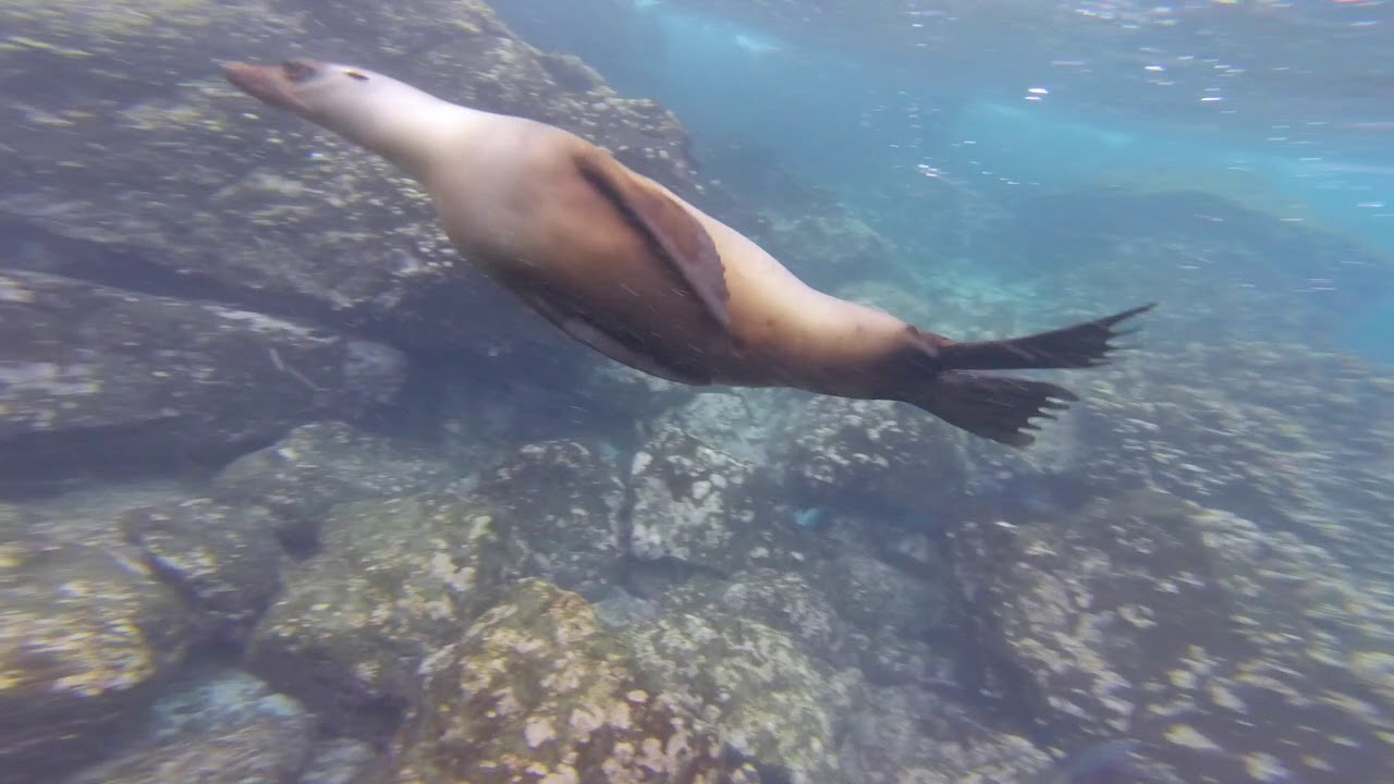 Galapagos Islands Operation Wallacea