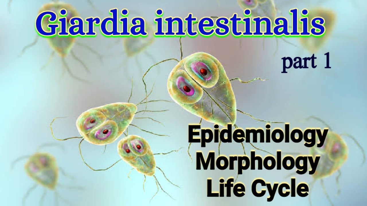 Giardia intestinalis- Habitat, Epidemiology, Morphology, Life Cycle | Giardia lamblia