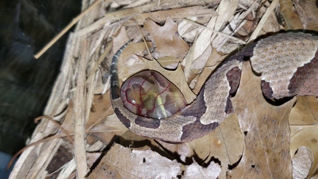 Eastern copperhead birth