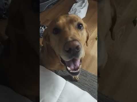 dogs are better than people #labrador #viral2025 #viral #adorabledogs #cute #truthmatters